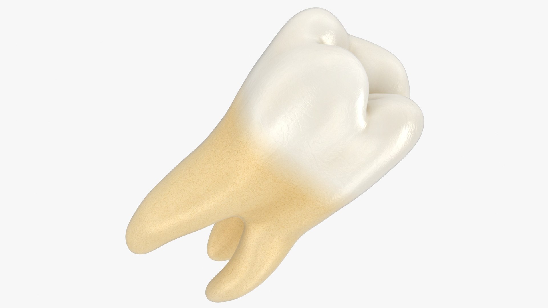 3D realistic molar - TurboSquid 1627535