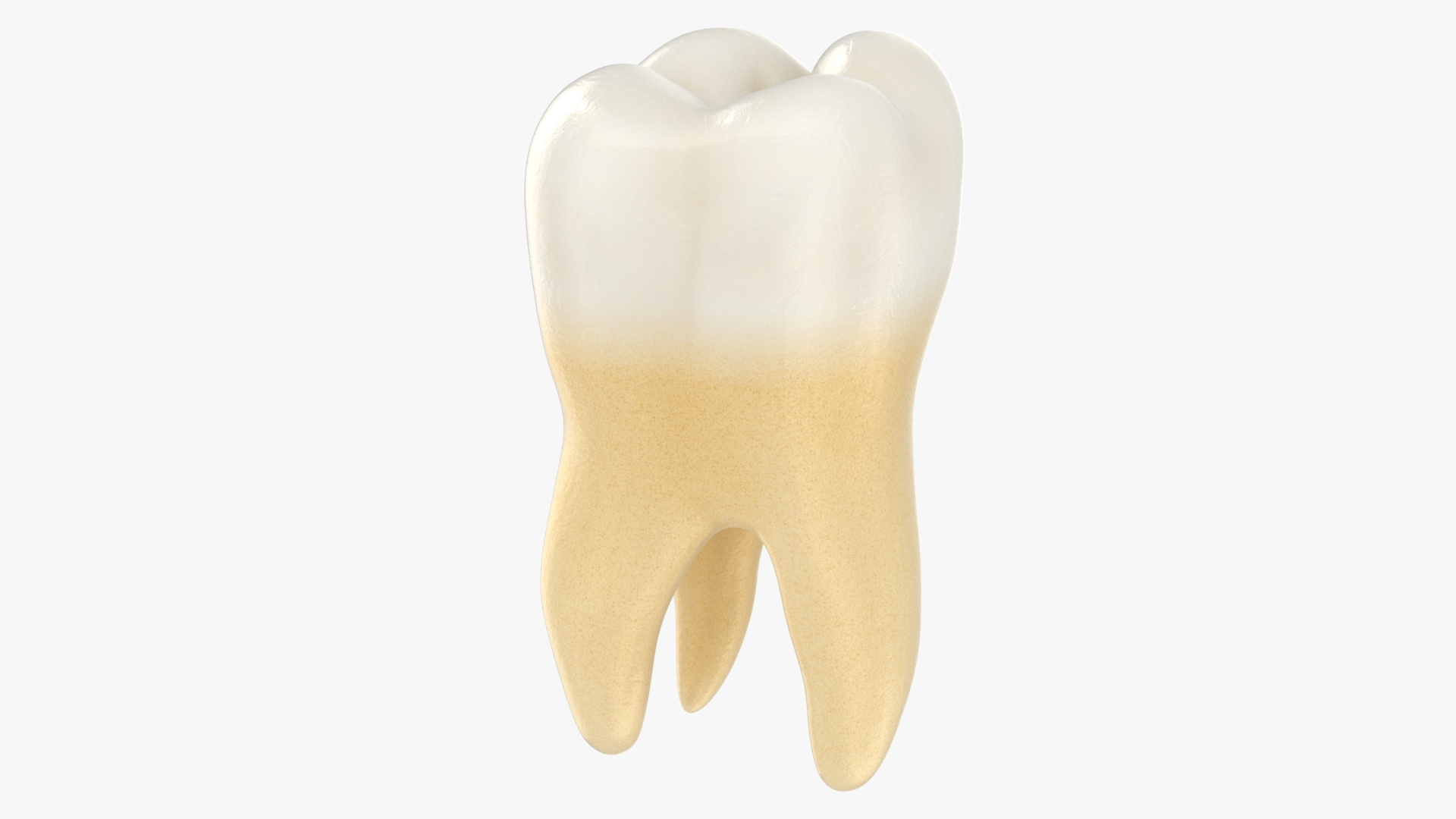 3D Realistic Molar - TurboSquid 1627535