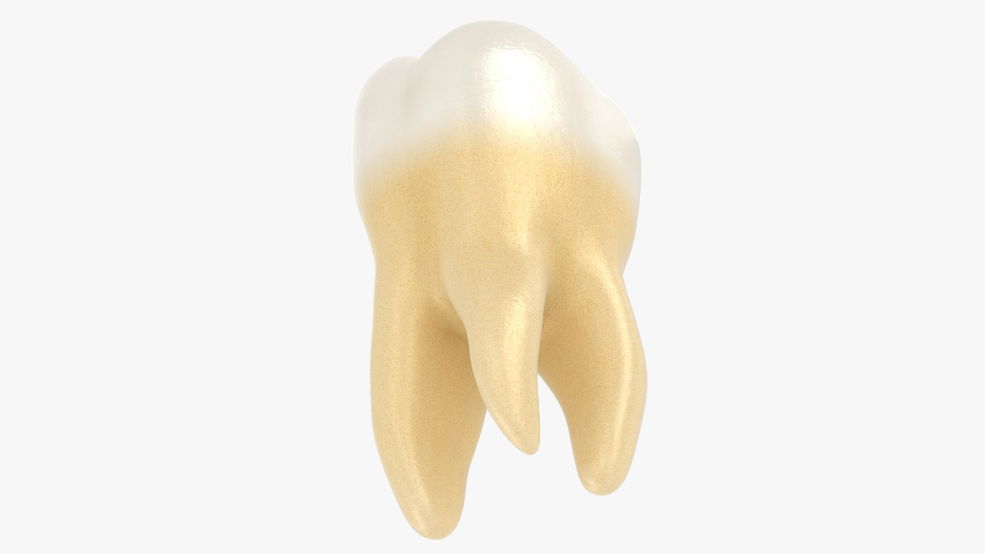 3D realistic molar - TurboSquid 1627535