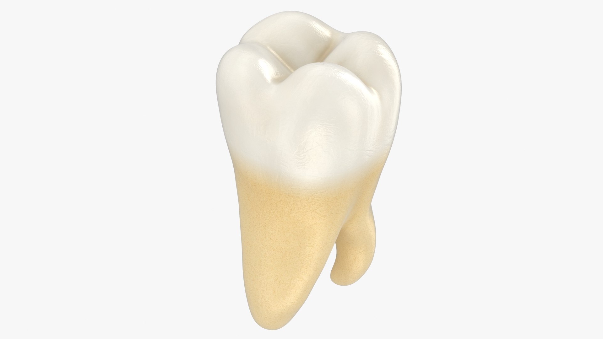 3D Realistic Molar - TurboSquid 1627535