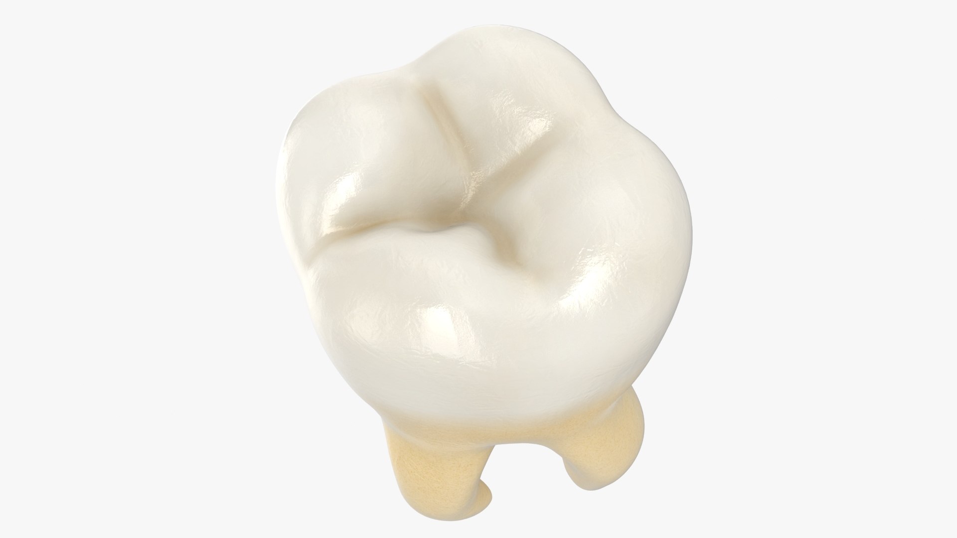 3D realistic molar - TurboSquid 1627535