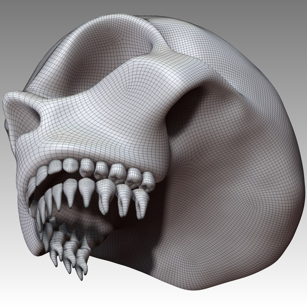 3d Skull Model