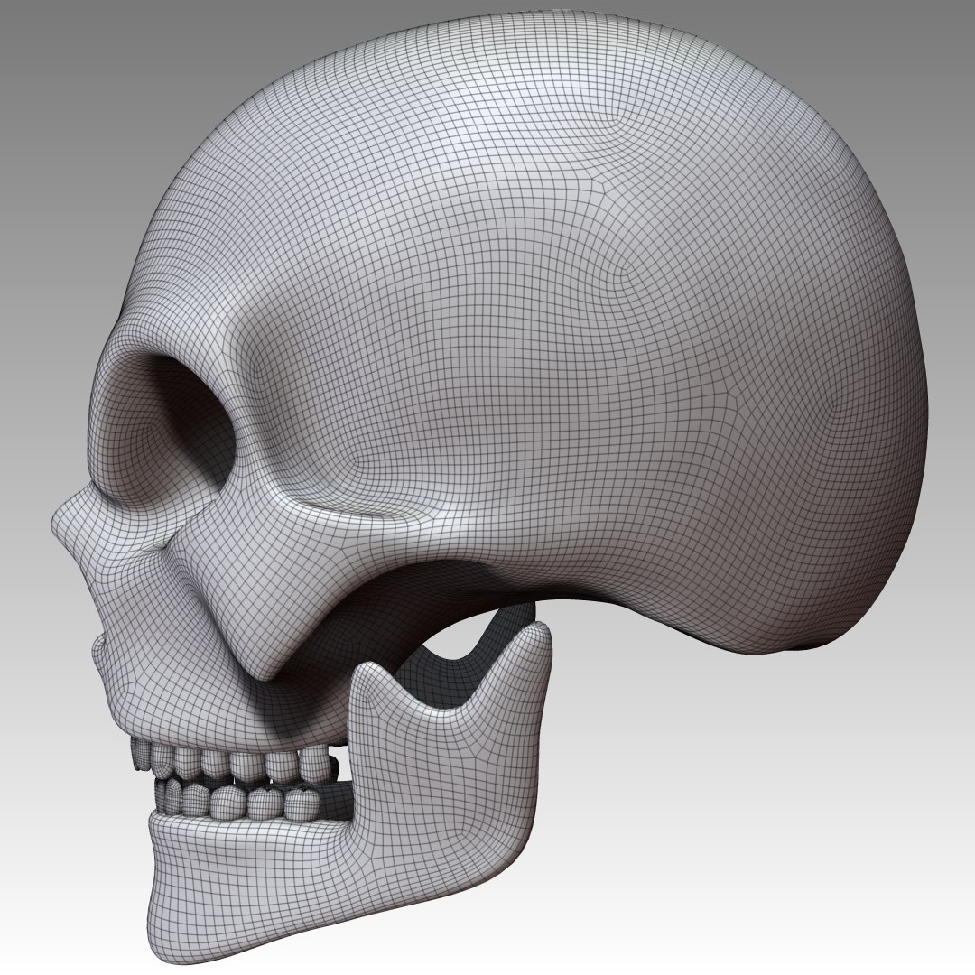 3d Skull Model