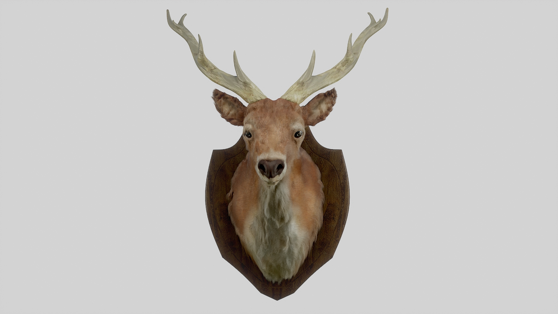 modelo 3d Cabeza de venado - TurboSquid 1705070