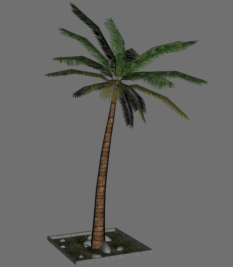 Palm Tree Model - TurboSquid 1178066