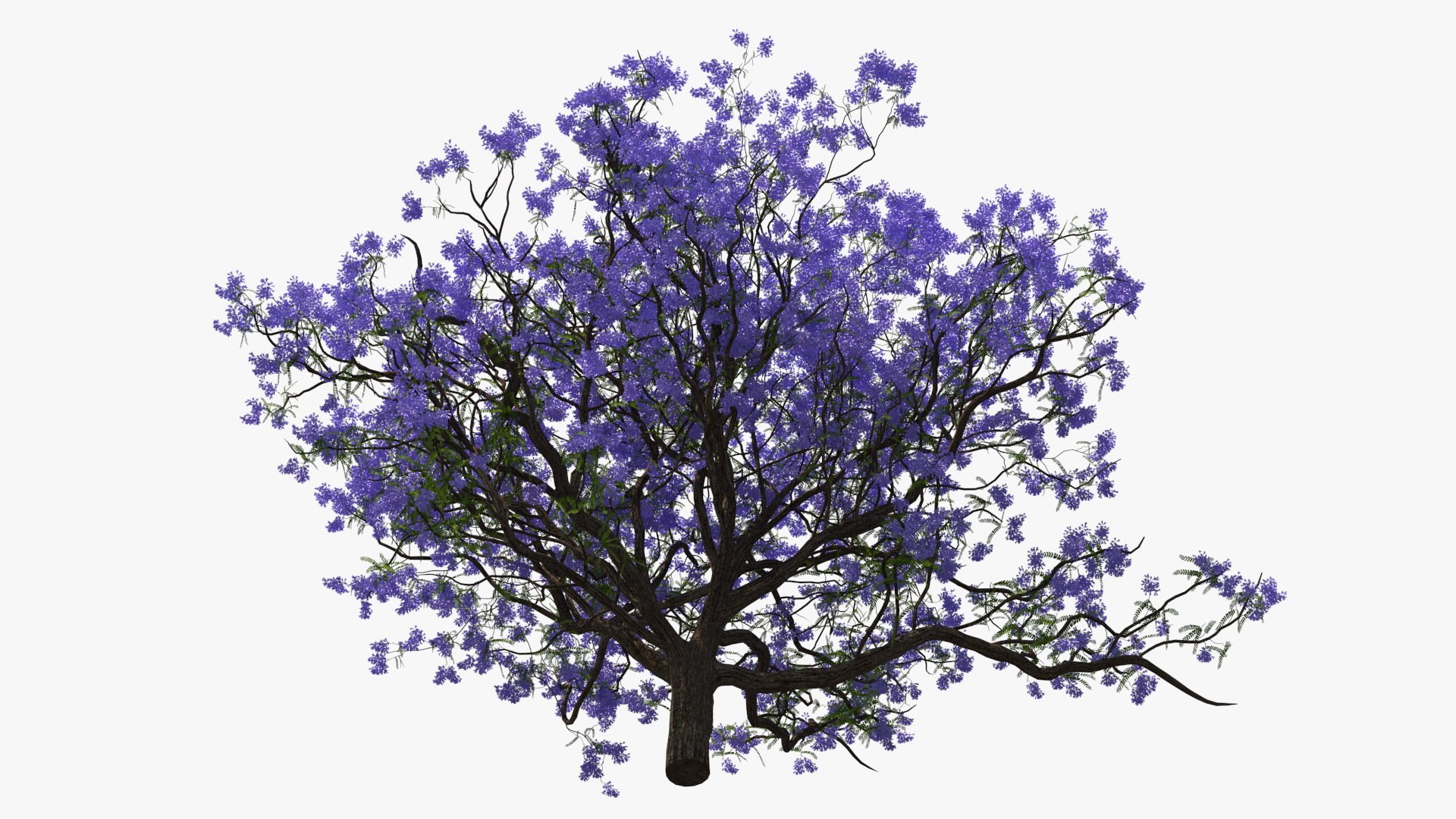 3D Blooming Jacaranda Tree Model - TurboSquid 1498071