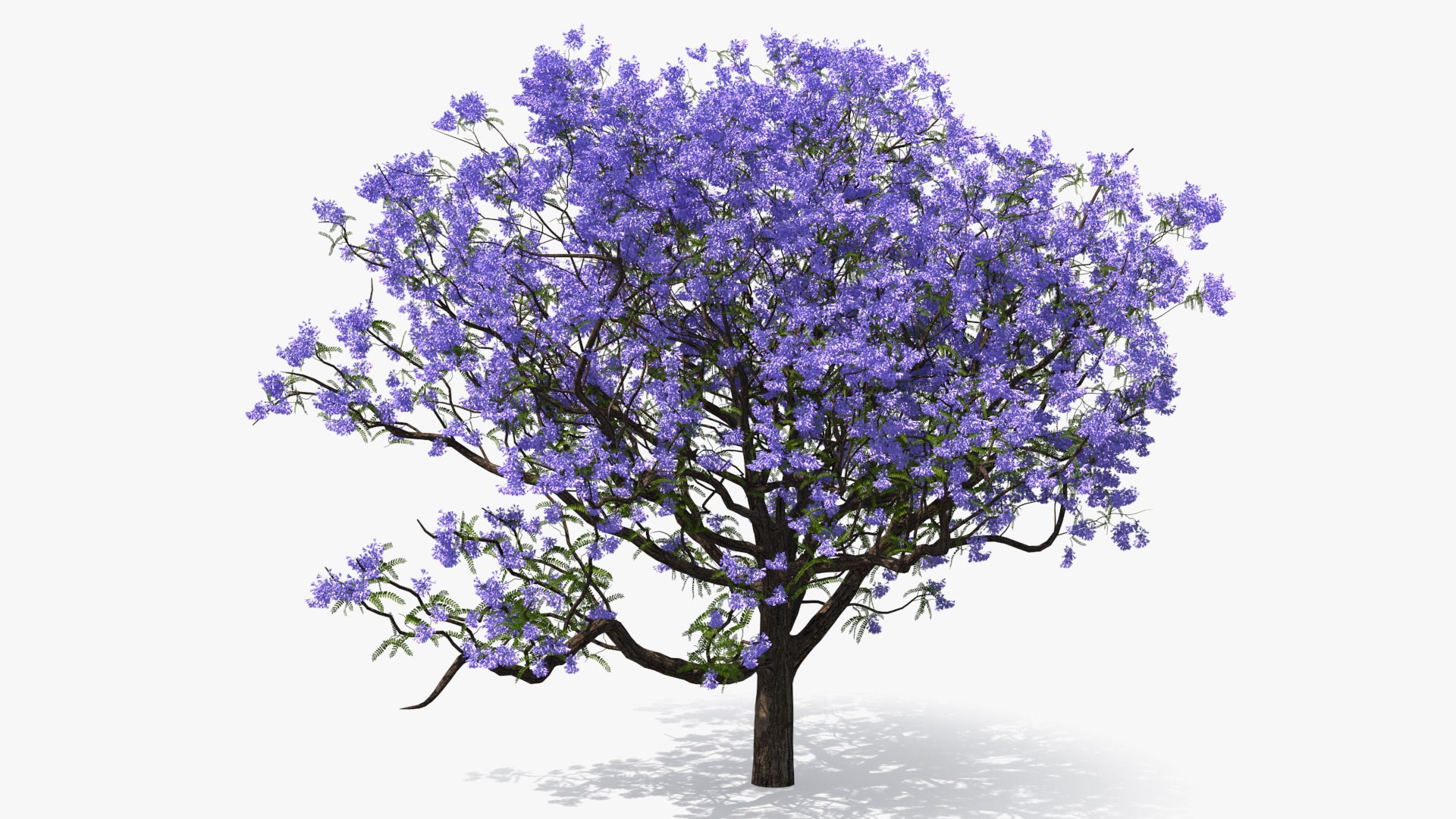 3D Blooming Jacaranda Tree Model - TurboSquid 1498071