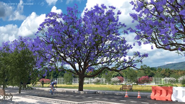 3D blooming jacaranda tree model - TurboSquid 1498071