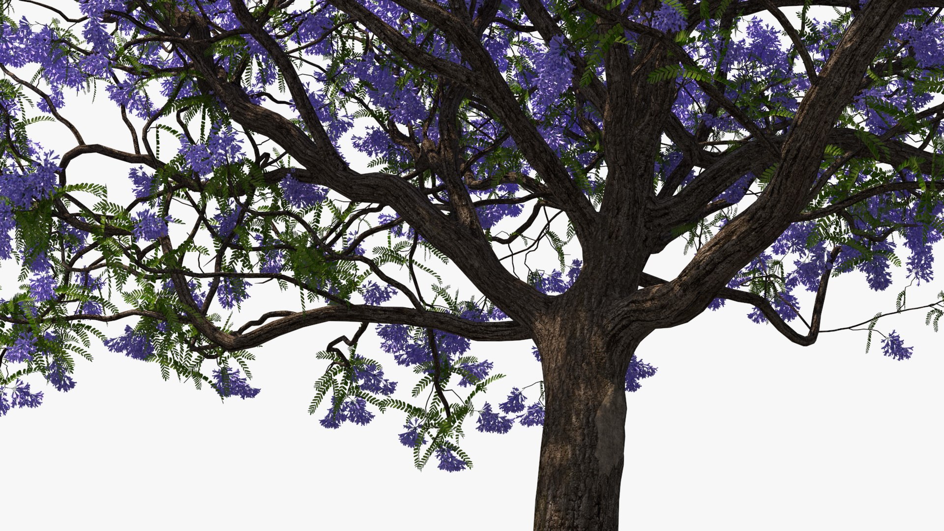 3D blooming jacaranda tree model - TurboSquid 1498071