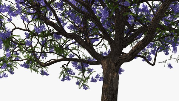 modelo 3d Blooming Jacaranda Tree - TurboSquid 1498071