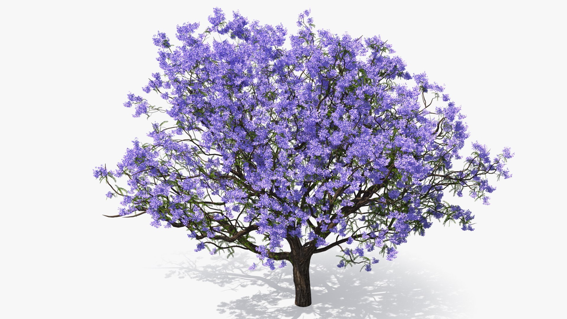 3D Blooming Jacaranda Tree Model - TurboSquid 1498071