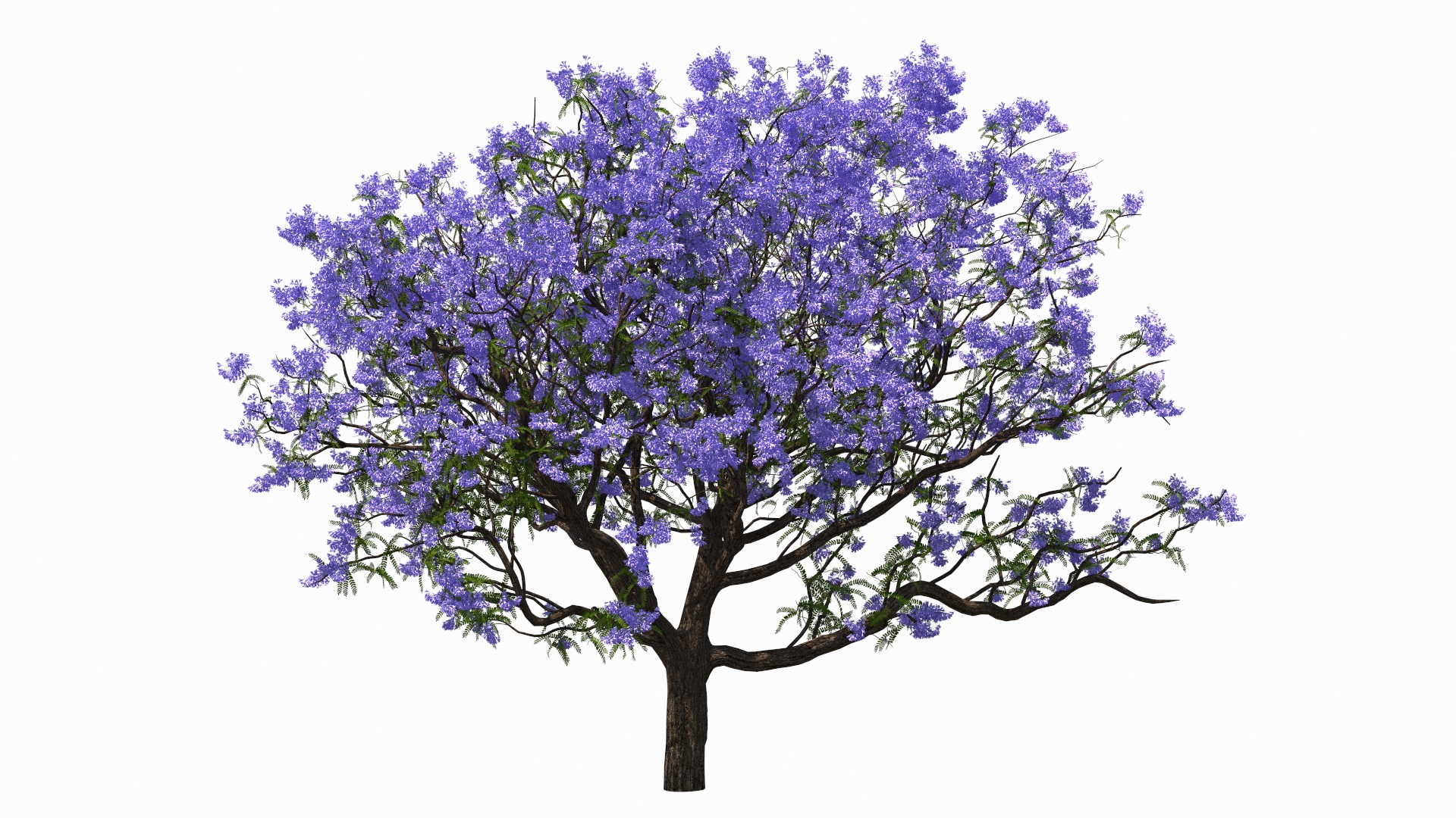 3D Blooming Jacaranda Tree Model - TurboSquid 1498071