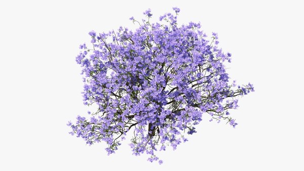 modelo 3d Blooming Jacaranda Tree - TurboSquid 1498071