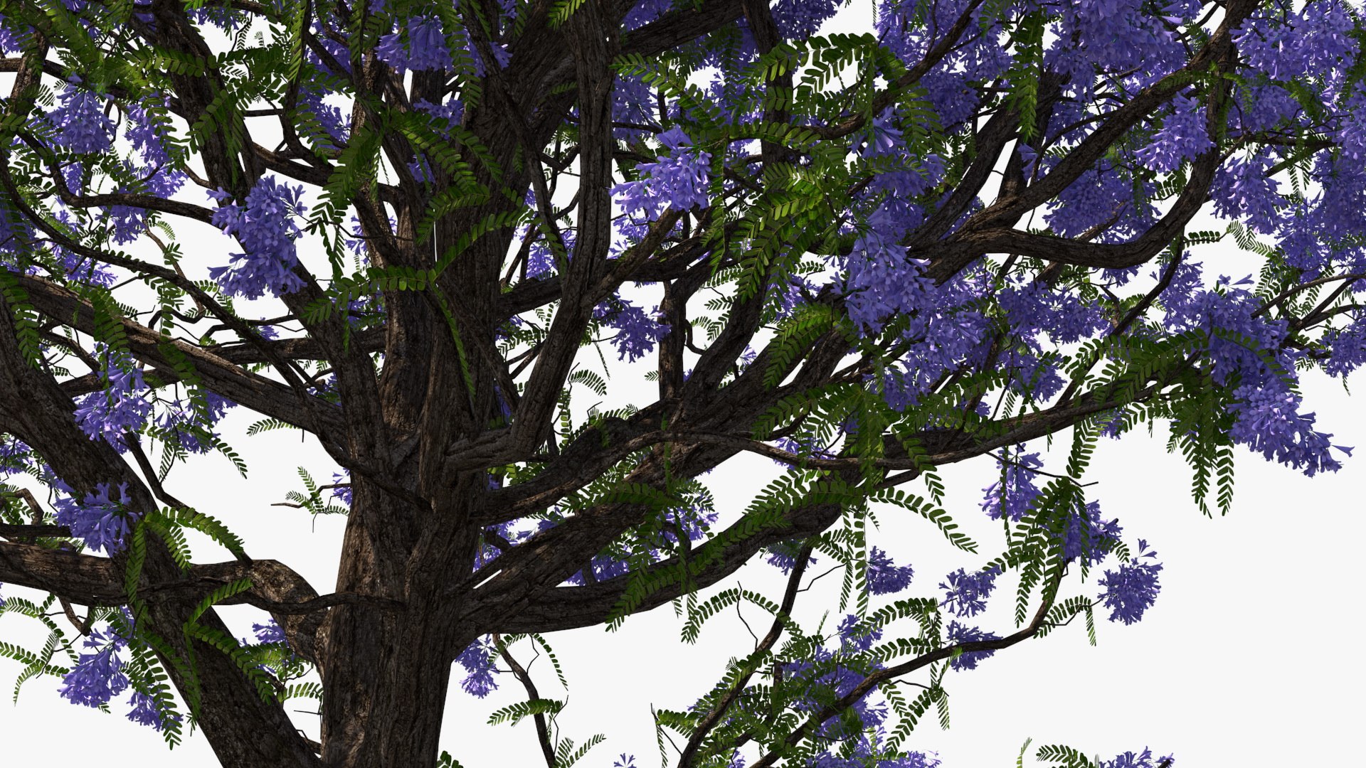 3D blooming jacaranda tree model - TurboSquid 1498071