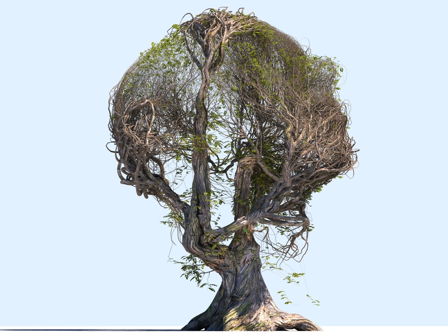 Tree Head Hd 3D Model - TurboSquid 1287357