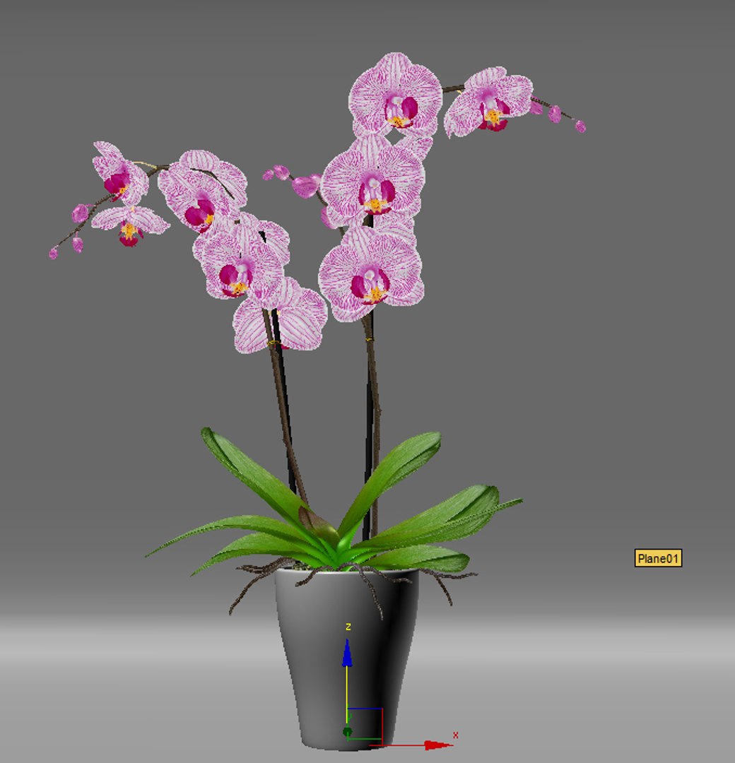 3d Model Orchid