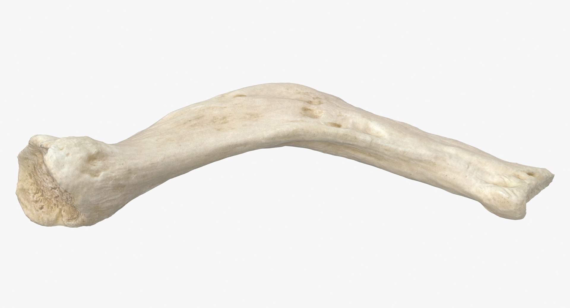 Domestic Dog Hyoid Apparatus Stylohyoid Bone 01 3D Model - TurboSquid ...