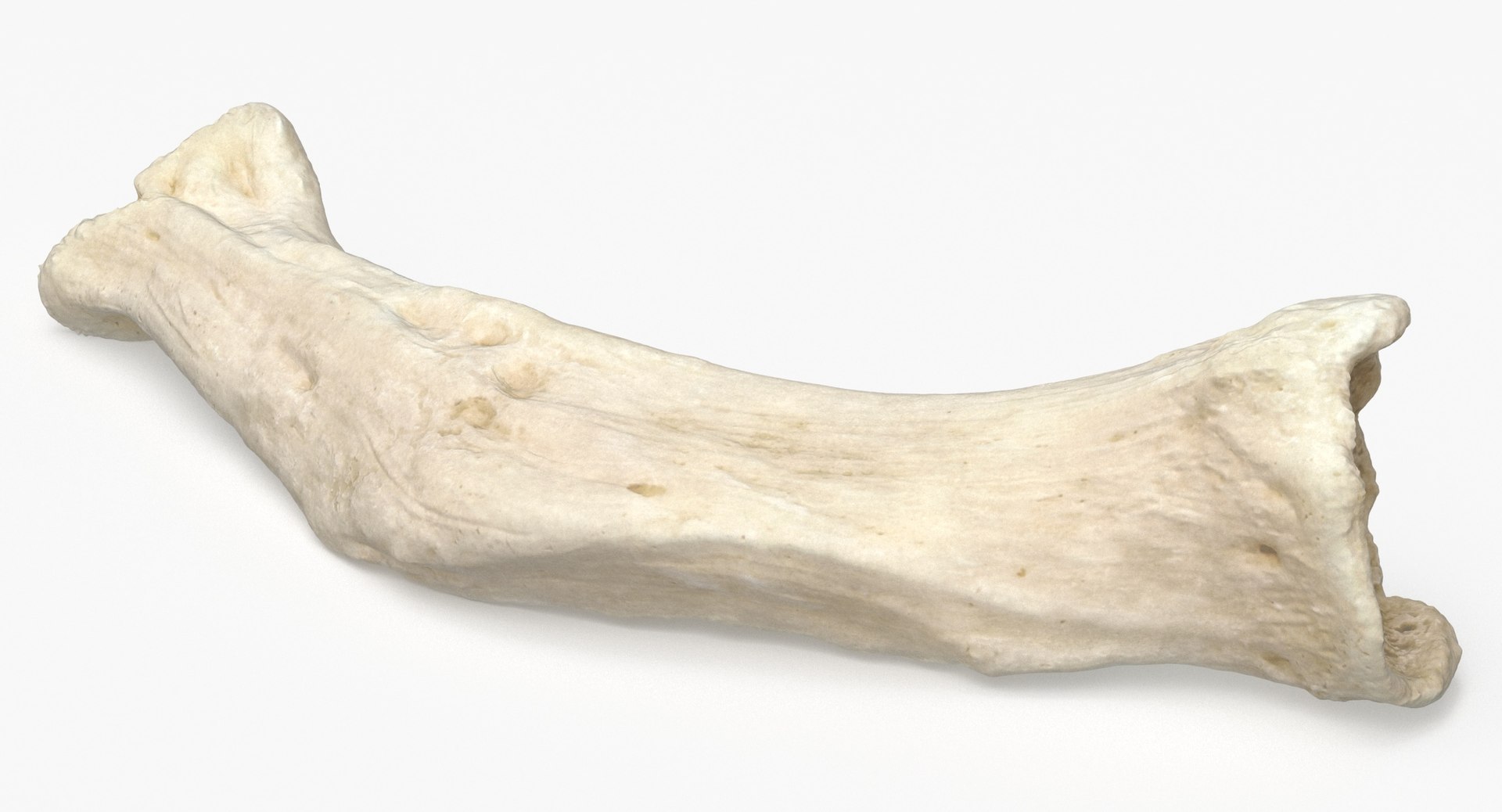 Domestic Dog Hyoid Apparatus Stylohyoid Bone 01 3D Model - TurboSquid ...