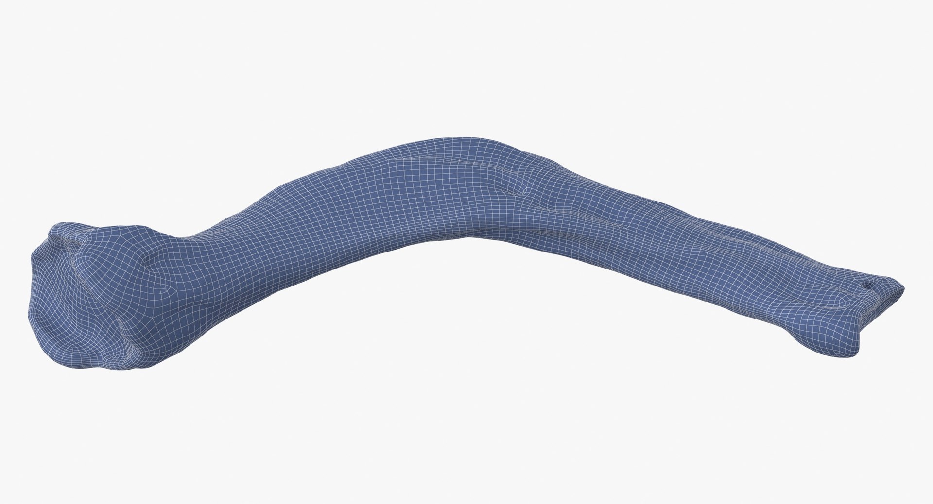 Domestic Dog Hyoid Apparatus Stylohyoid Bone 01 3D model - TurboSquid ...