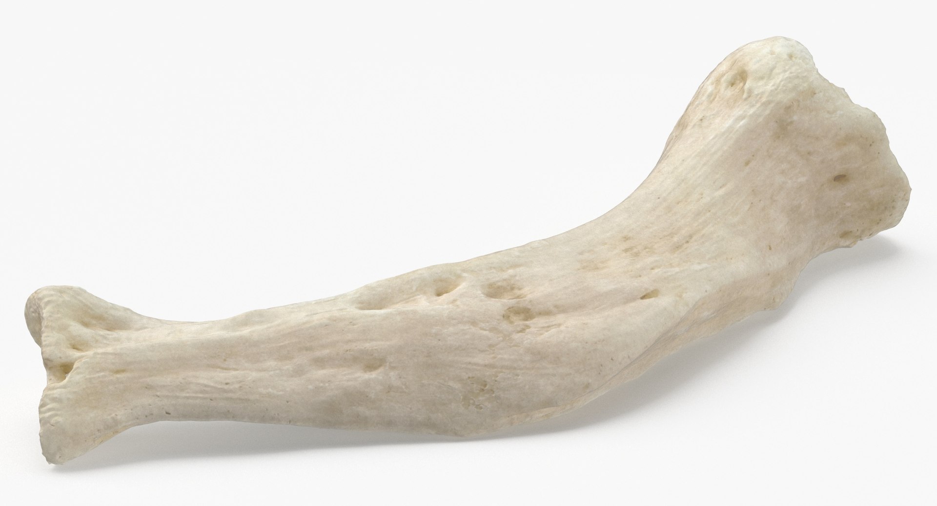 Domestic Dog Hyoid Apparatus Stylohyoid Bone 01 3D Model - TurboSquid ...