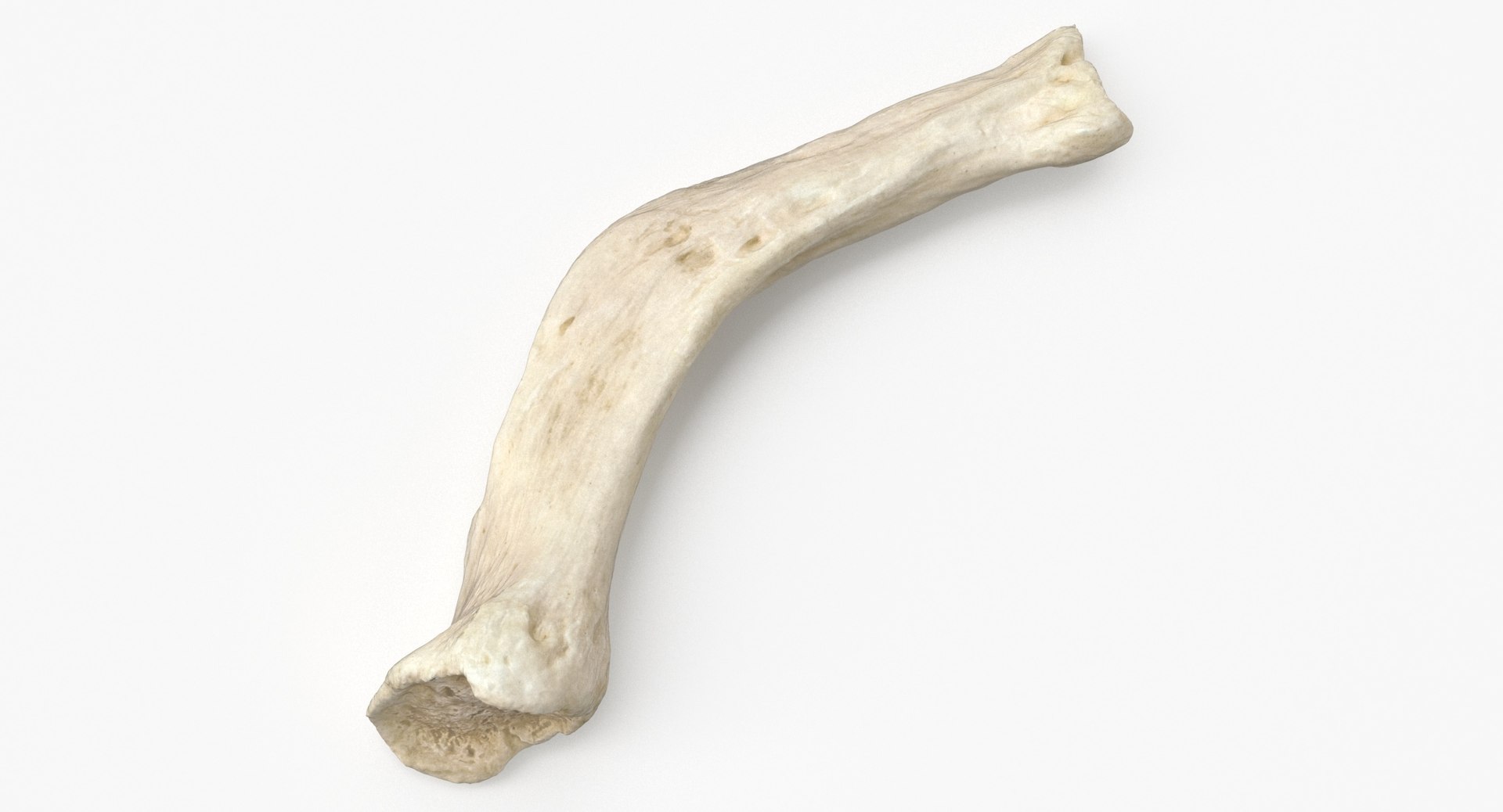 Domestic Dog Hyoid Apparatus Stylohyoid Bone 01 3D model - TurboSquid ...