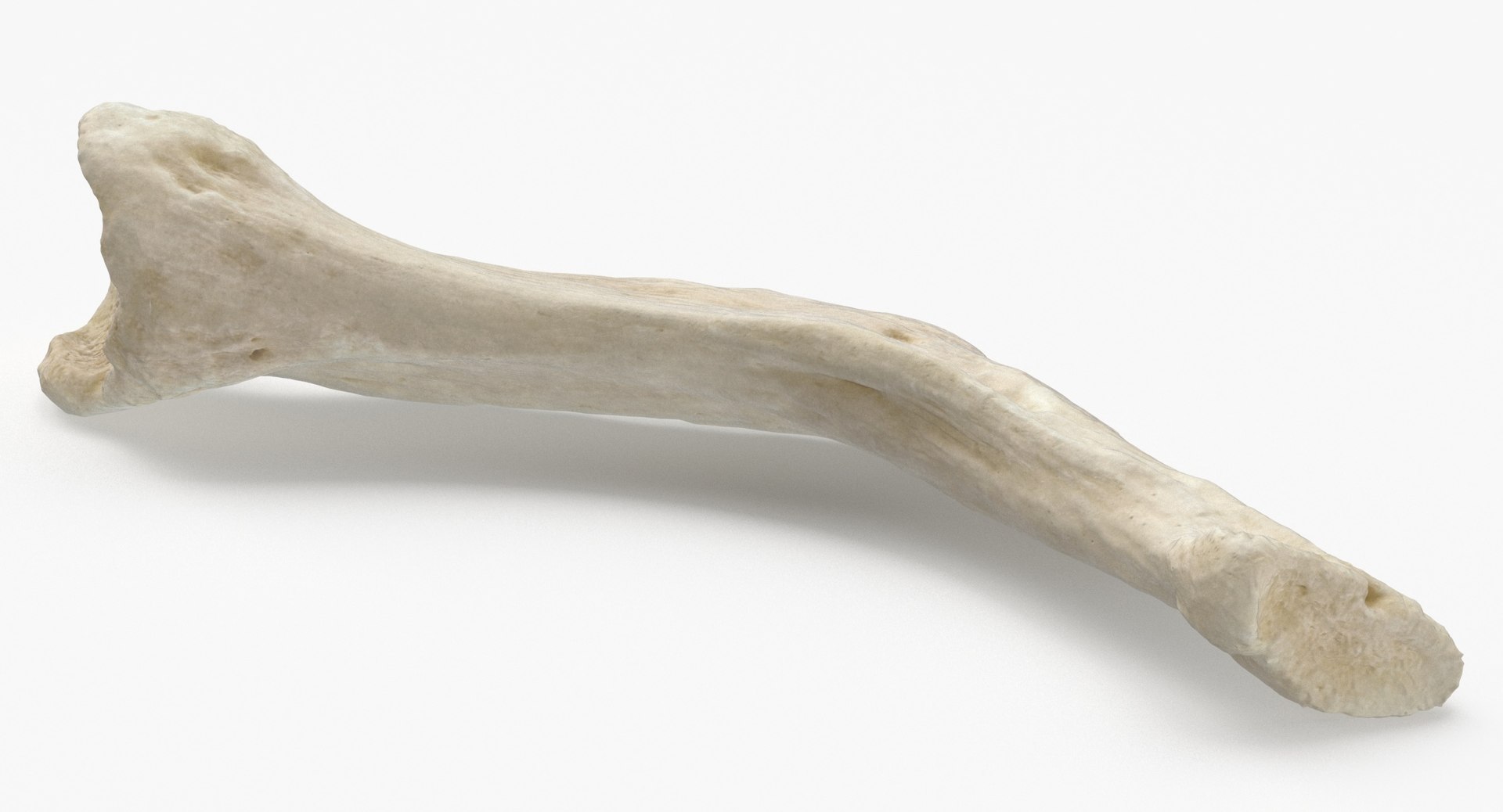 Domestic Dog Hyoid Apparatus Stylohyoid Bone 01 3D Model - TurboSquid ...