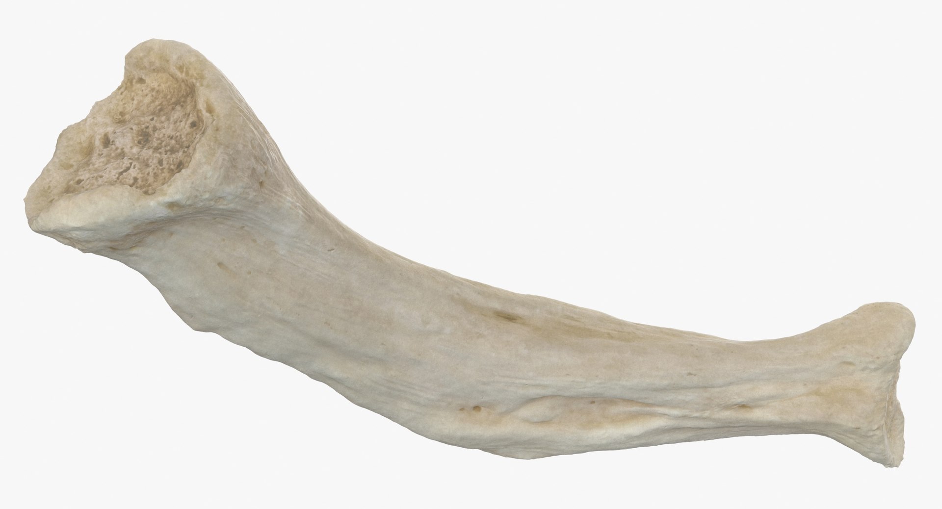 Domestic Dog Hyoid Apparatus Stylohyoid Bone 01 3D Model - TurboSquid ...