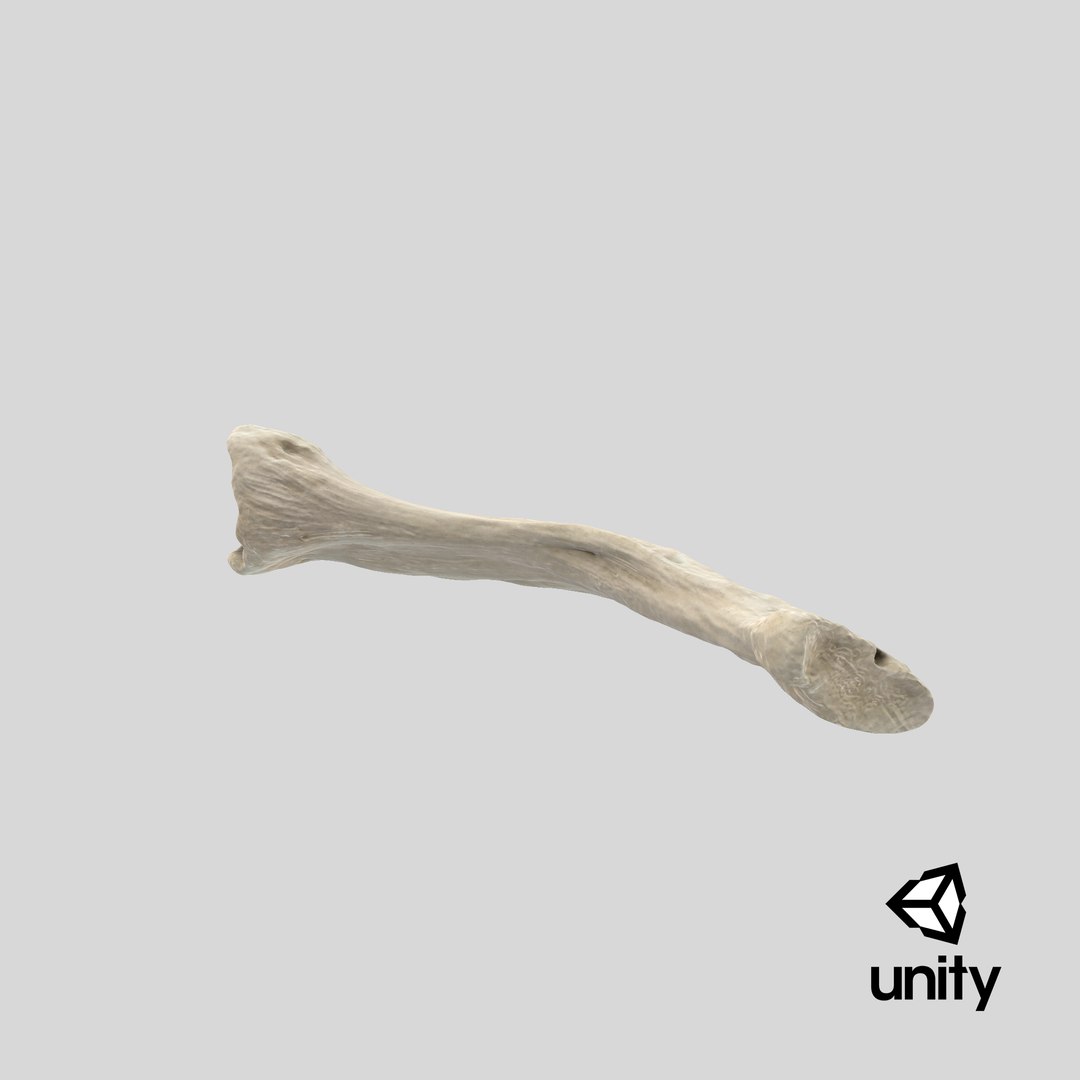 Domestic Dog Hyoid Apparatus Stylohyoid Bone 01 3D model - TurboSquid ...