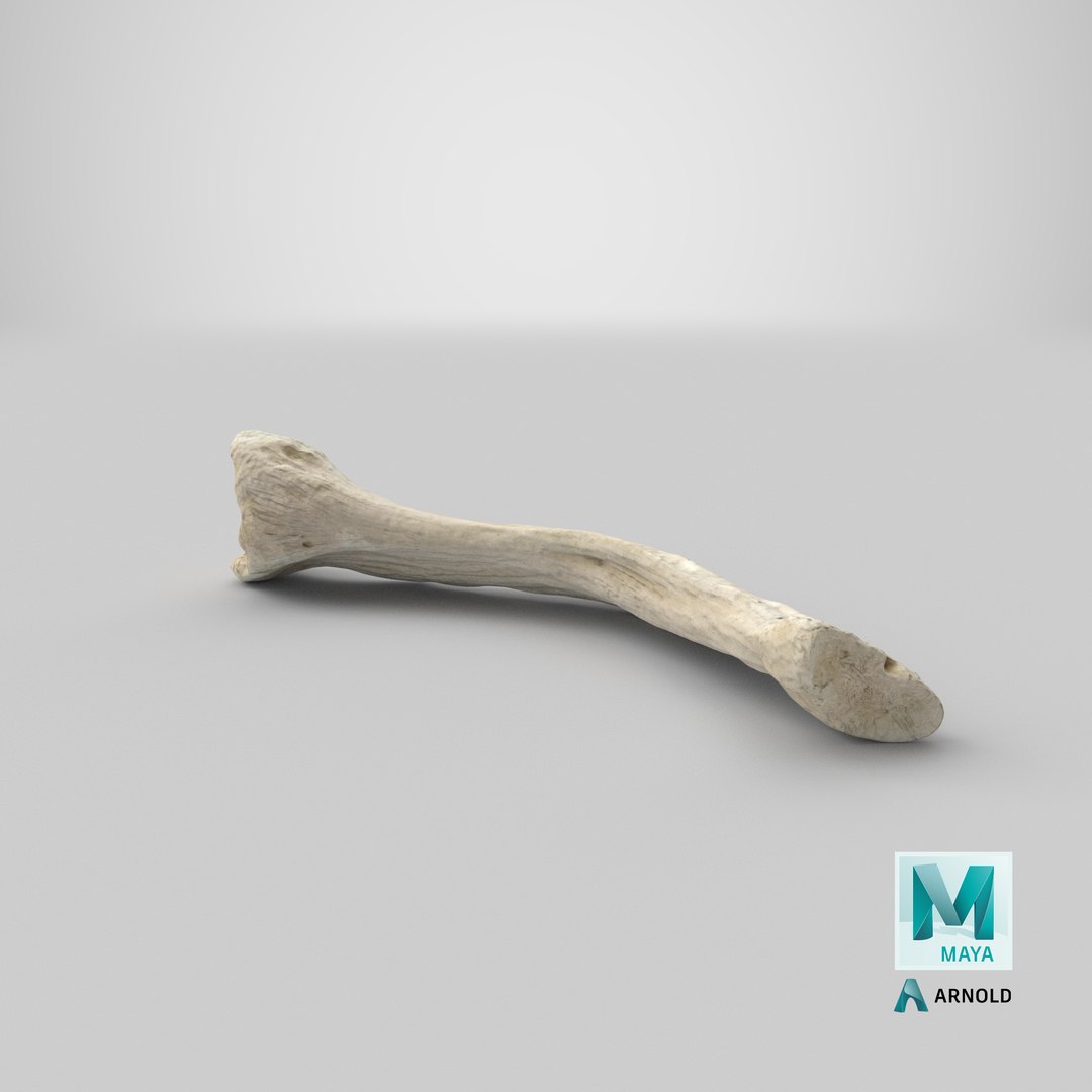 Domestic Dog Hyoid Apparatus Stylohyoid Bone 01 3D model - TurboSquid ...