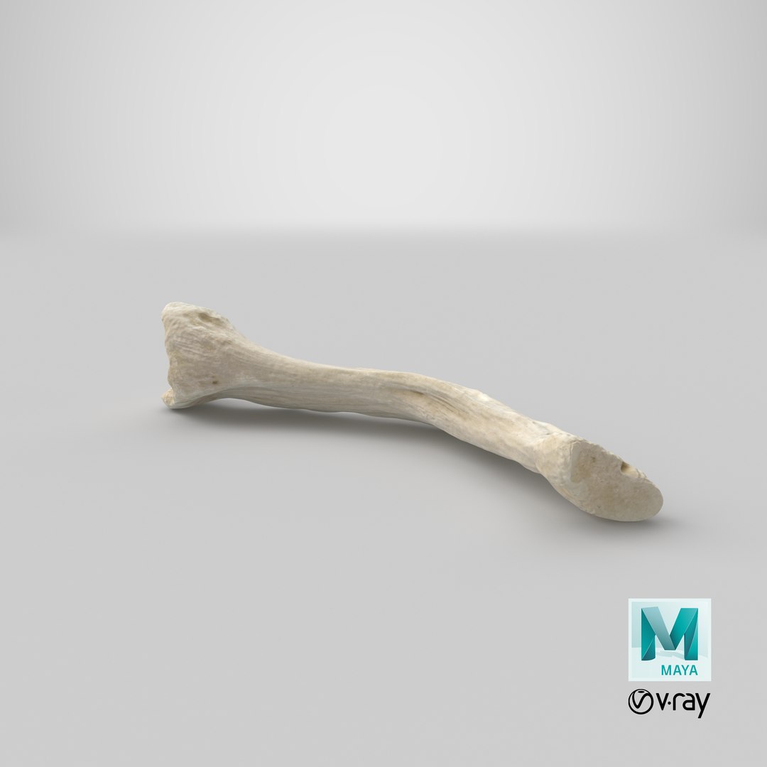 Domestic Dog Hyoid Apparatus Stylohyoid Bone 01 3D model - TurboSquid ...