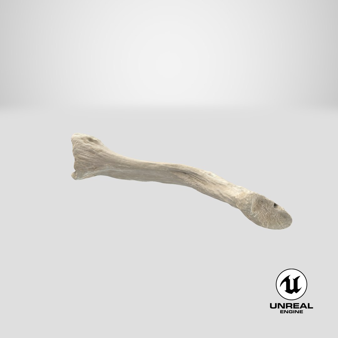 Domestic Dog Hyoid Apparatus Stylohyoid Bone 01 3D model - TurboSquid ...