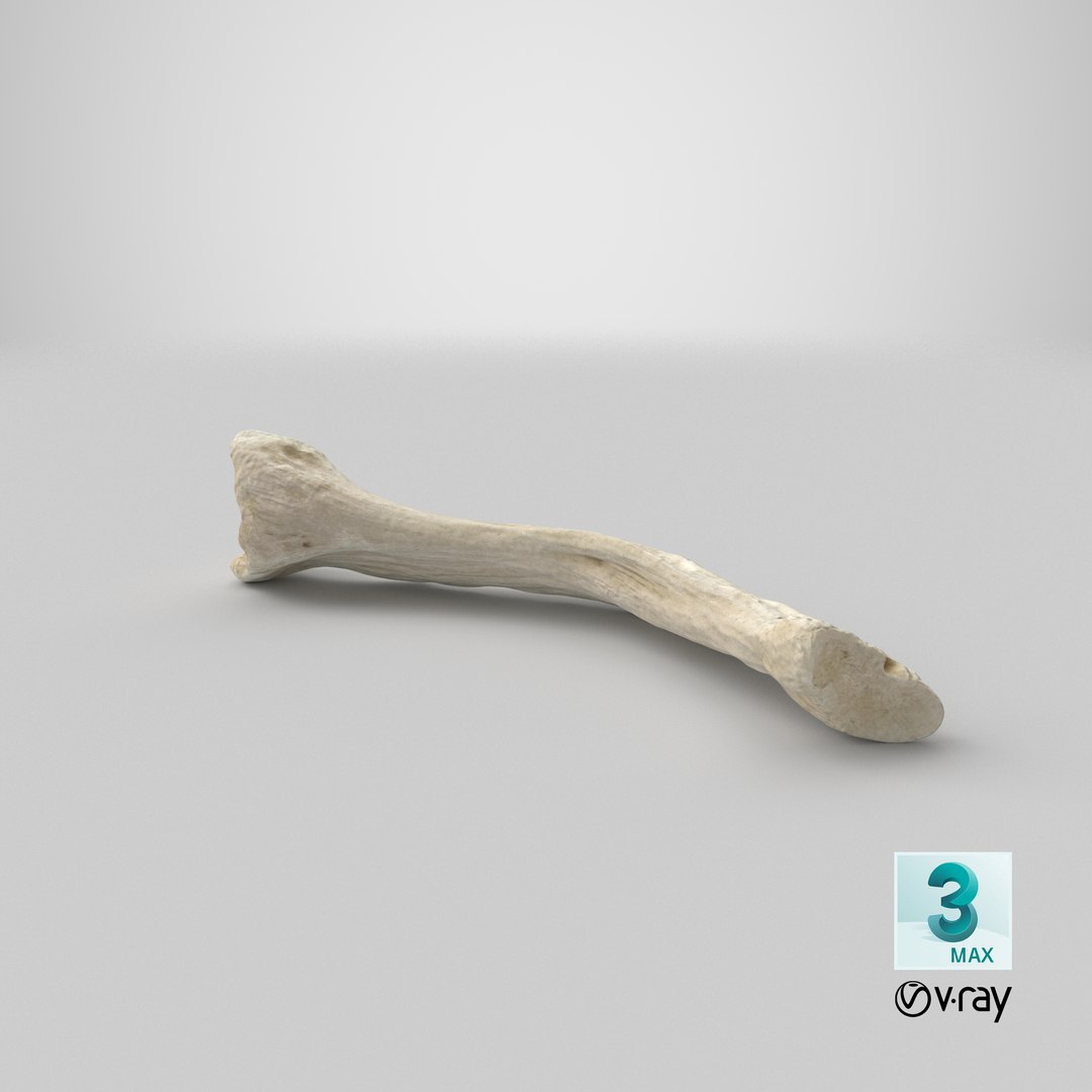Domestic Dog Hyoid Apparatus Stylohyoid Bone 01 3D model - TurboSquid ...