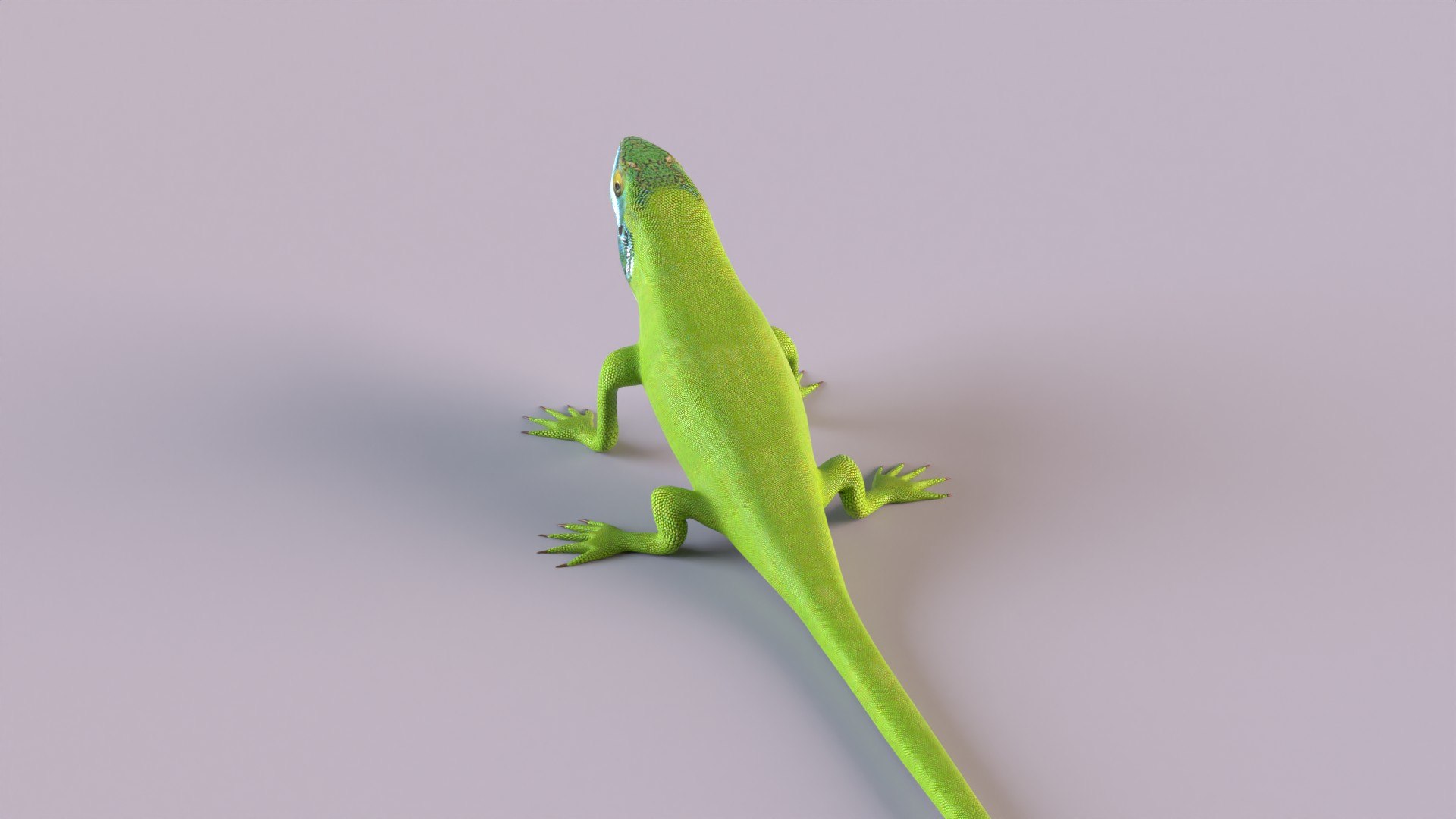 3d anole lizard model