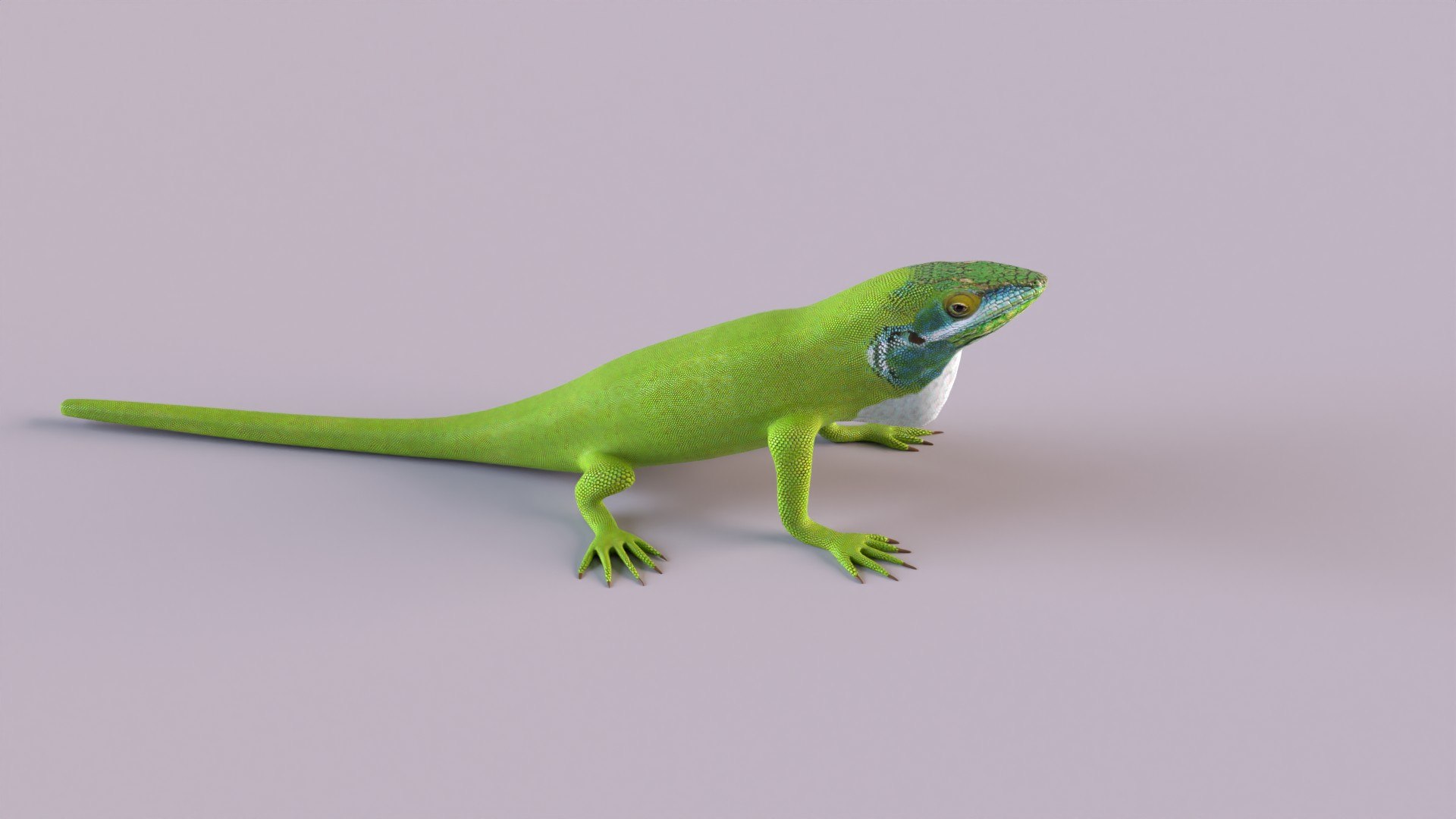 3d anole lizard model