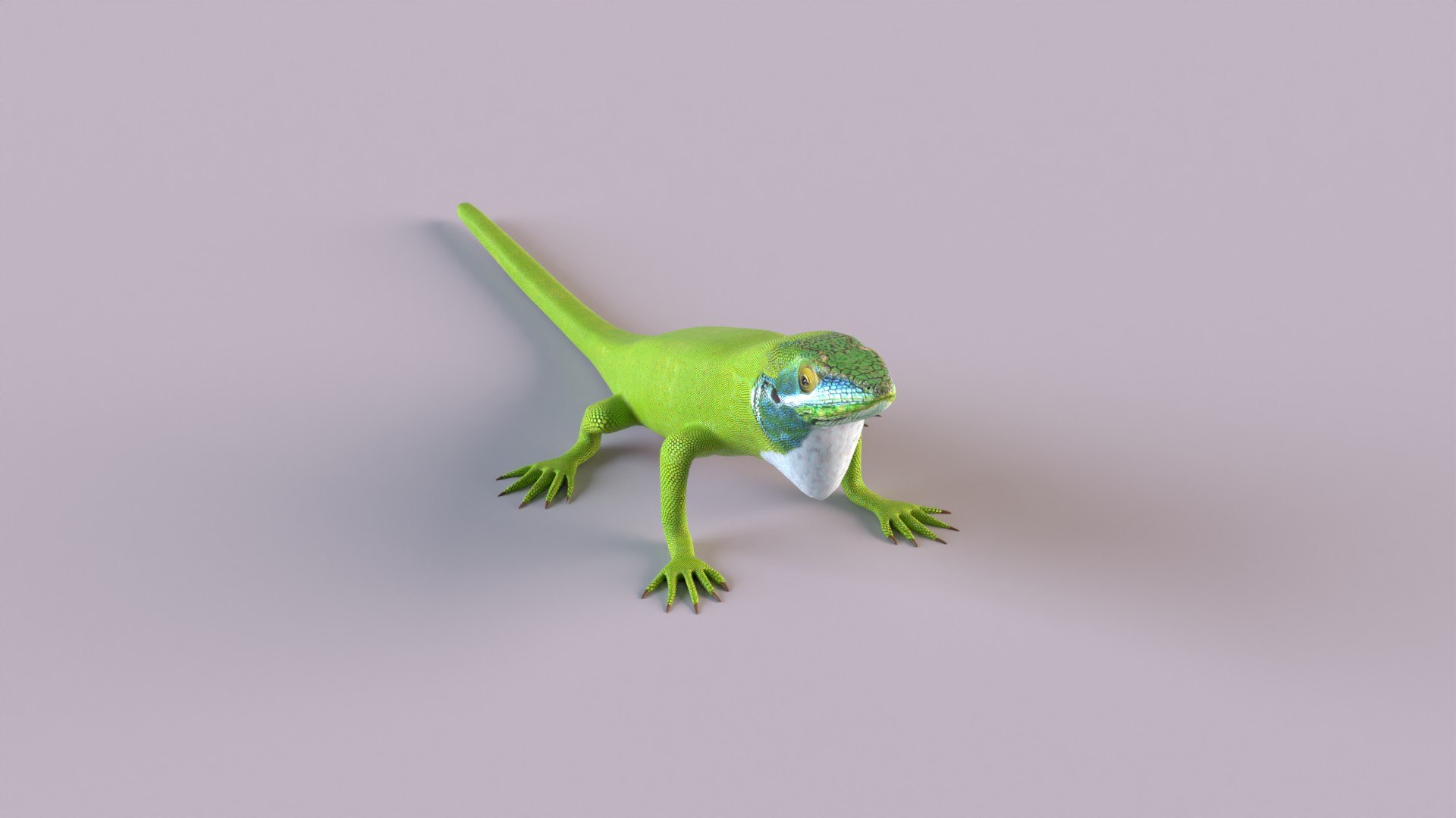 3d anole lizard model