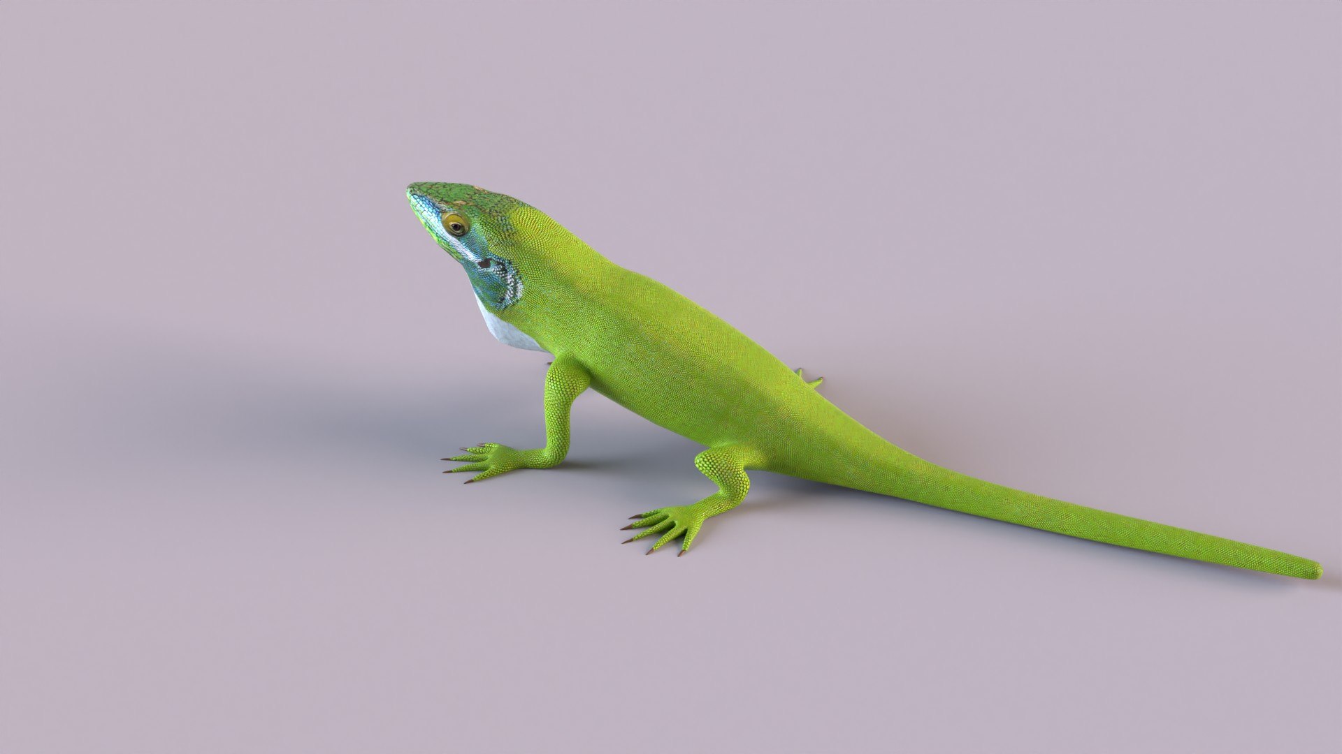 3d anole lizard model