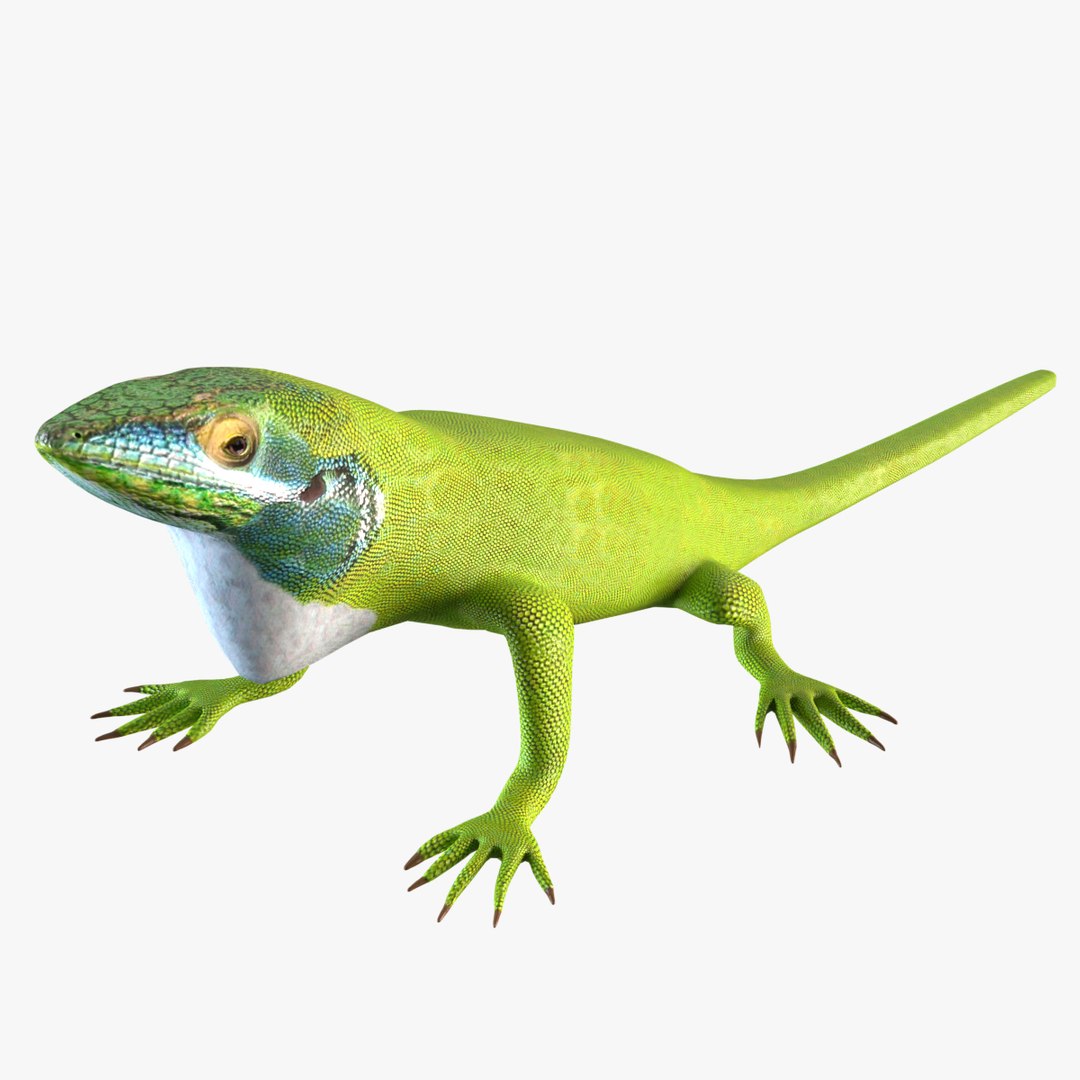 3d anole lizard model