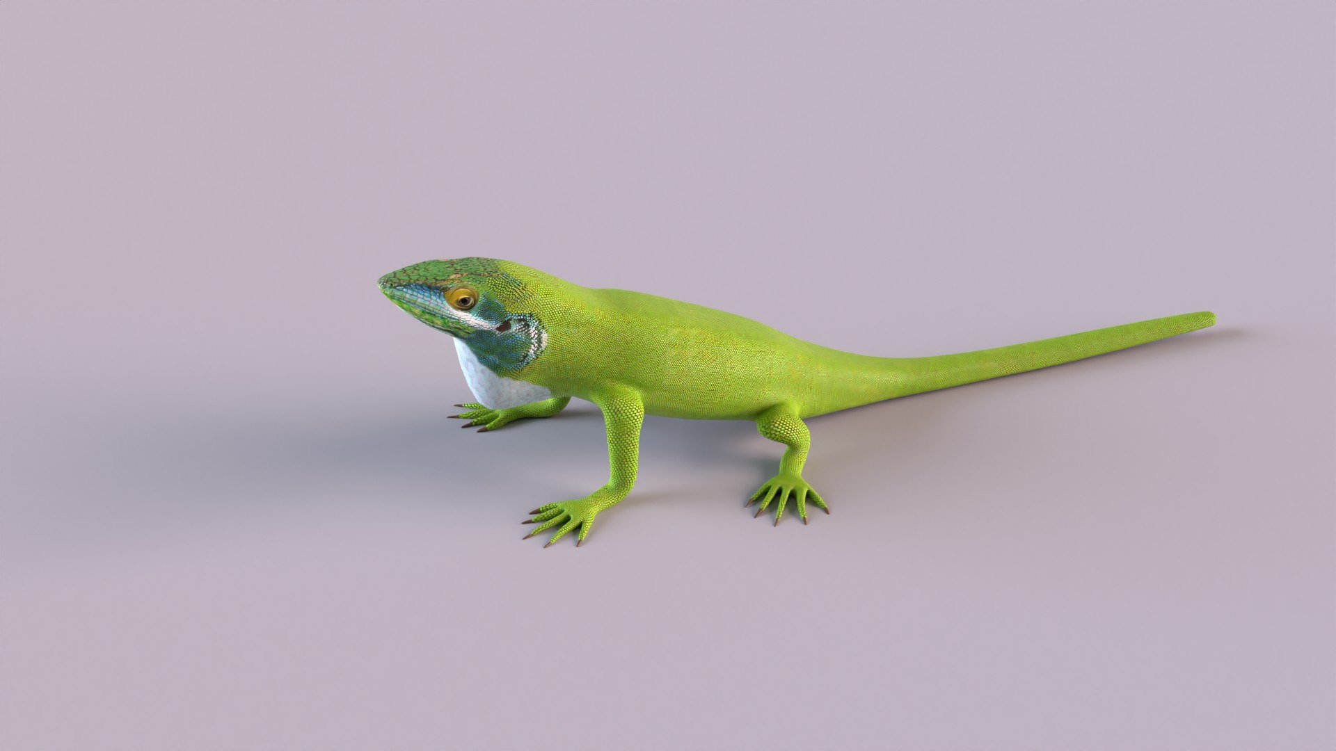 3d anole lizard model