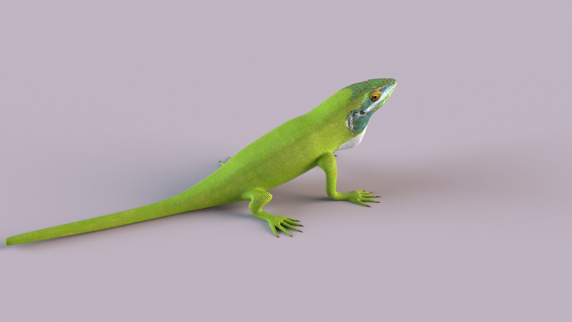 3d anole lizard model