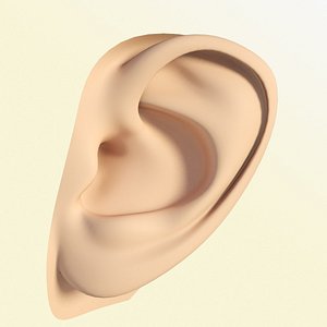 Free 3D Anatomy Ear Models - Available For Download On TurboSquid