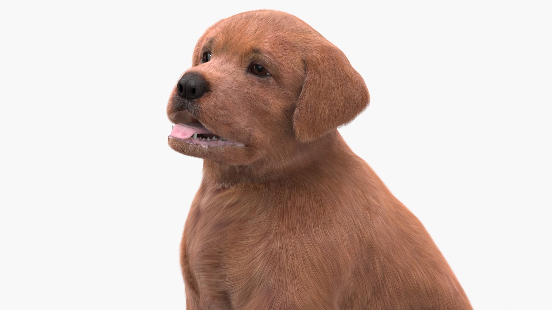 Brown Labrador Retriever Puppy Sitting Pose Fur Model - TurboSquid 2405860