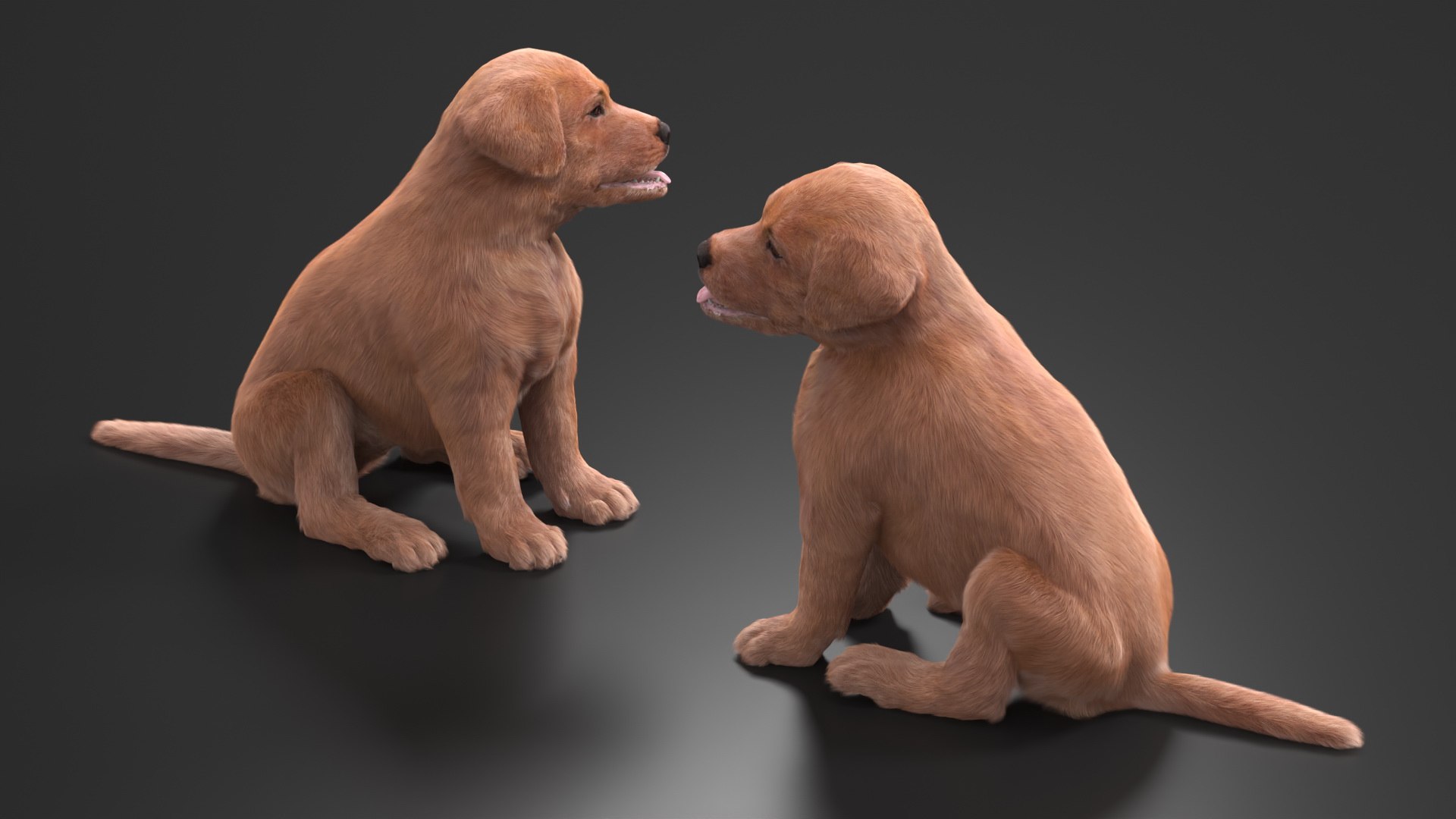 Brown Labrador Retriever Puppy Sitting Pose Fur Model - TurboSquid 2405860