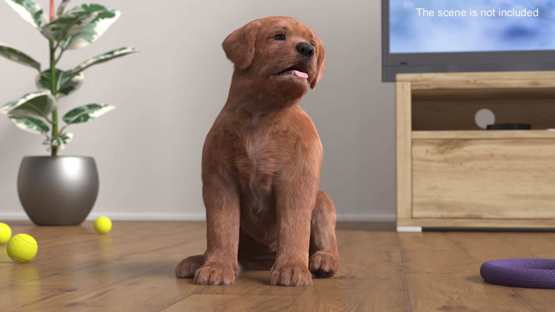 Brown Labrador Retriever Puppy Sitting Pose Fur Model - TurboSquid 2405860