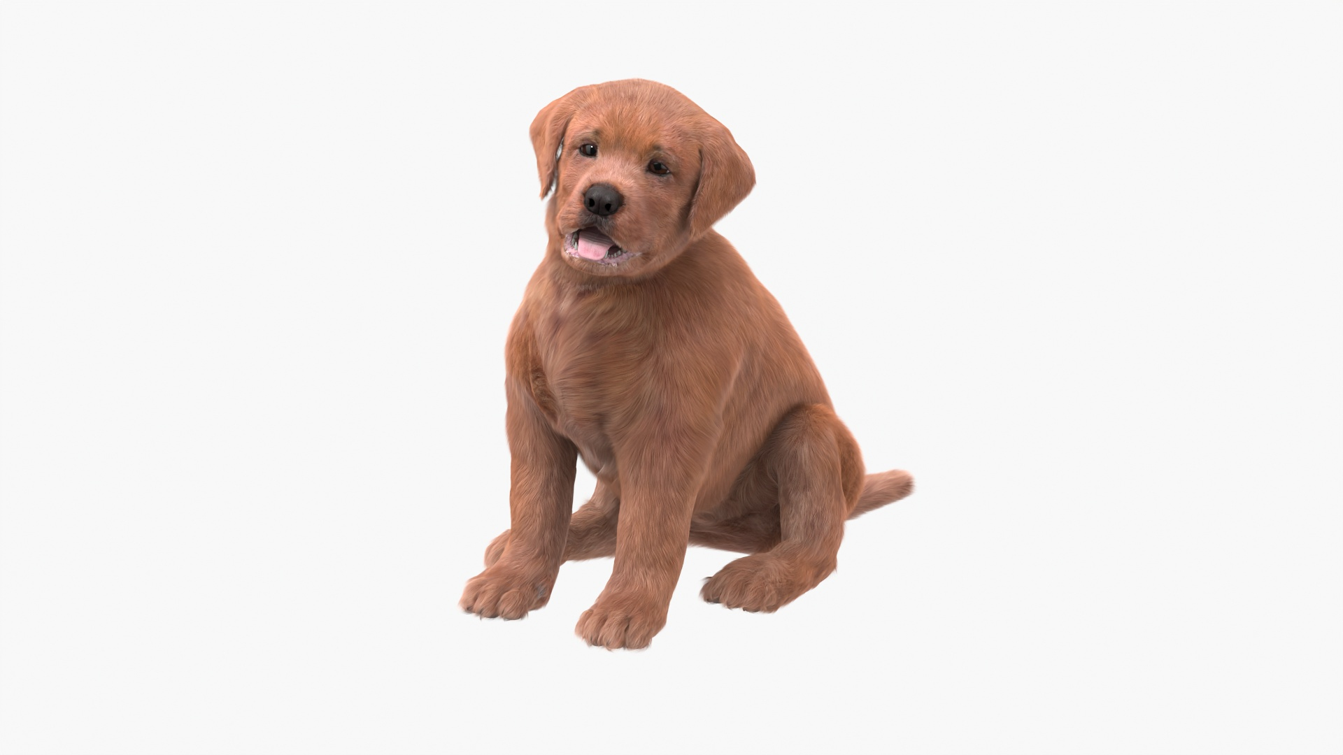 Brown Labrador Retriever Puppy Sitting Pose Fur Model - TurboSquid 2405860