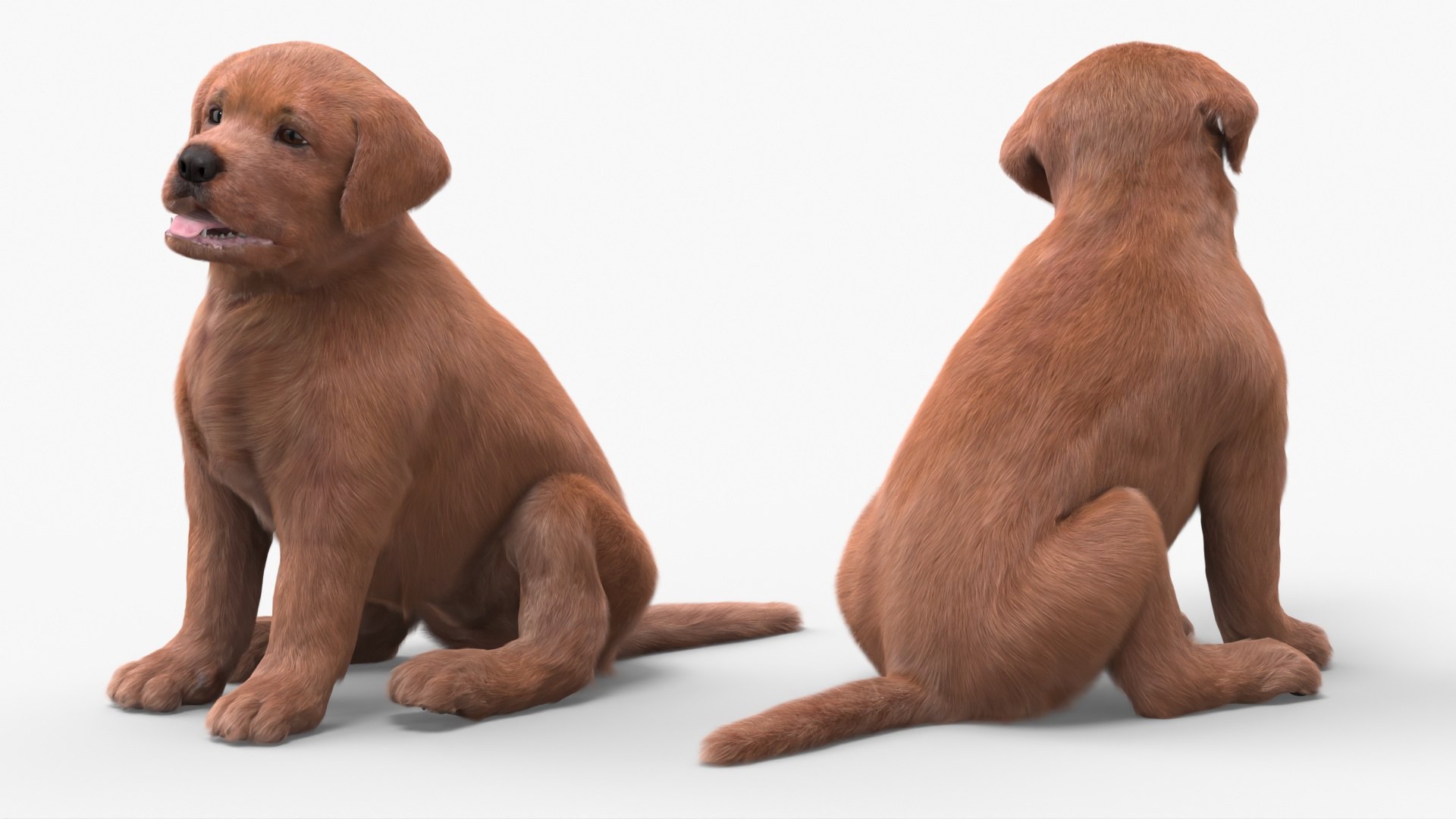 Brown Labrador Retriever Puppy Sitting Pose Fur Model - TurboSquid 2405860