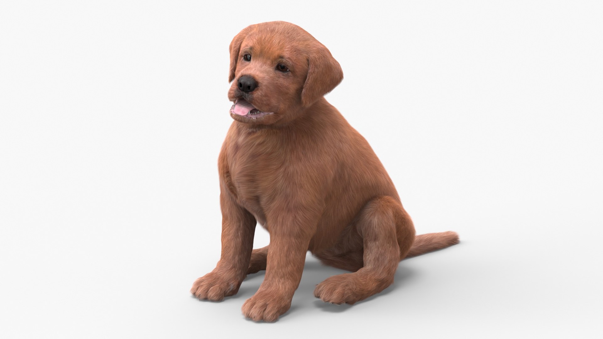 Brown Labrador Retriever Puppy Sitting Pose Fur Model - TurboSquid 2405860