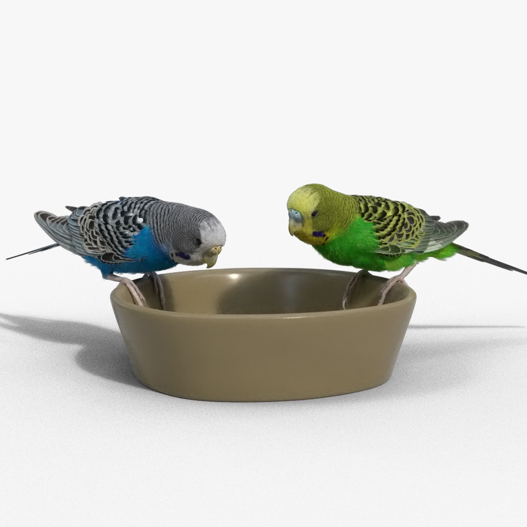 Budgerigar Animated 3D model - TurboSquid 2111447