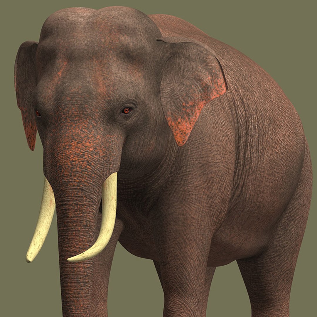 elephant-b elephant obj