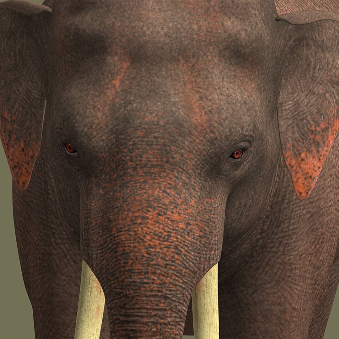 elephant-b elephant obj