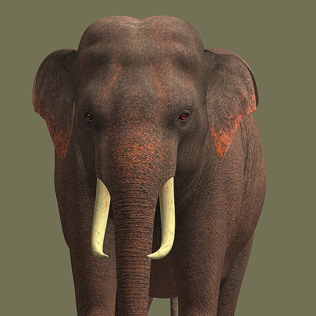 elephant-b elephant obj